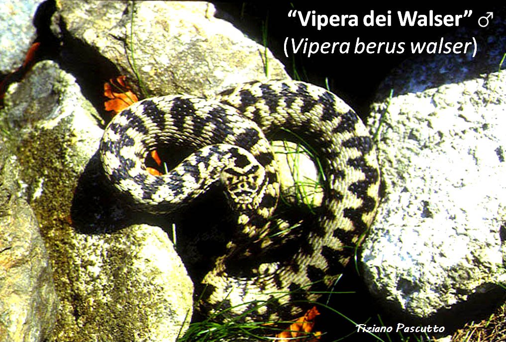 La vipera dei Walser, ecco come riconoscerla nel Biellese - Newsbiella.it