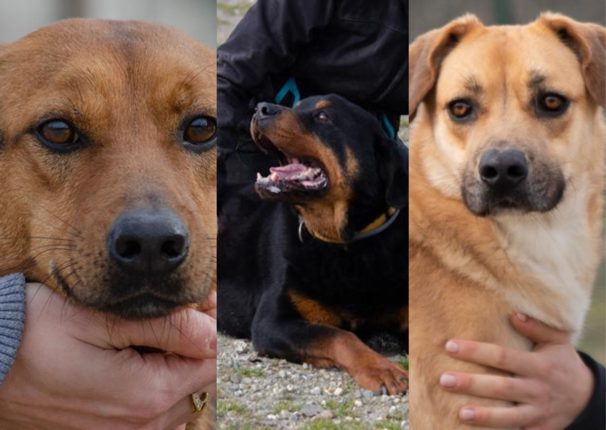 Le video-adozioni di Newsbiella.it: Giulio, Nala e Rocky di Bulli e ...