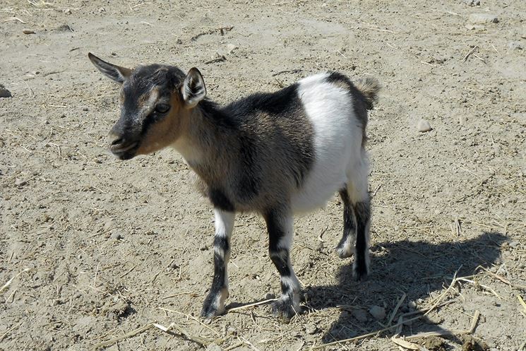 Capretta tibetana aggredita e sbranata - Newsbiella.it