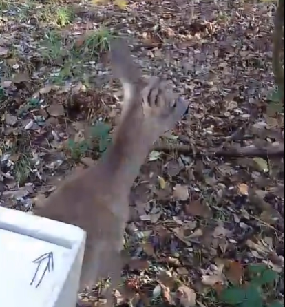 Capriolo torna in natura, ecco le immagini della liberazione VIDEO ...