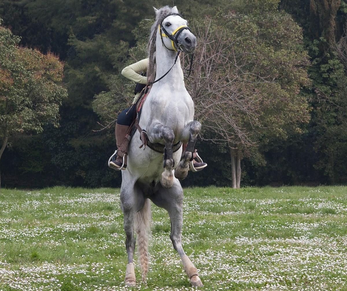 Cade da cavallo a Masserano, 13enne trasportata in ospedale in codice ...