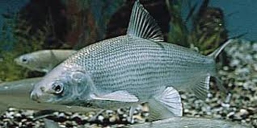 Lago di Viverone, si lavora al ripopolamento del coregone - Newsbiella.it