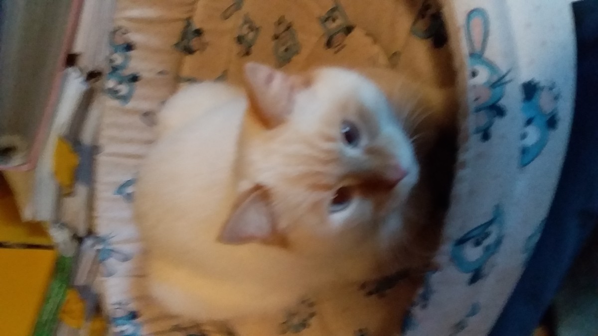 Miciotto si presenta ai lettori di Newsbiella - Newsbiella.it