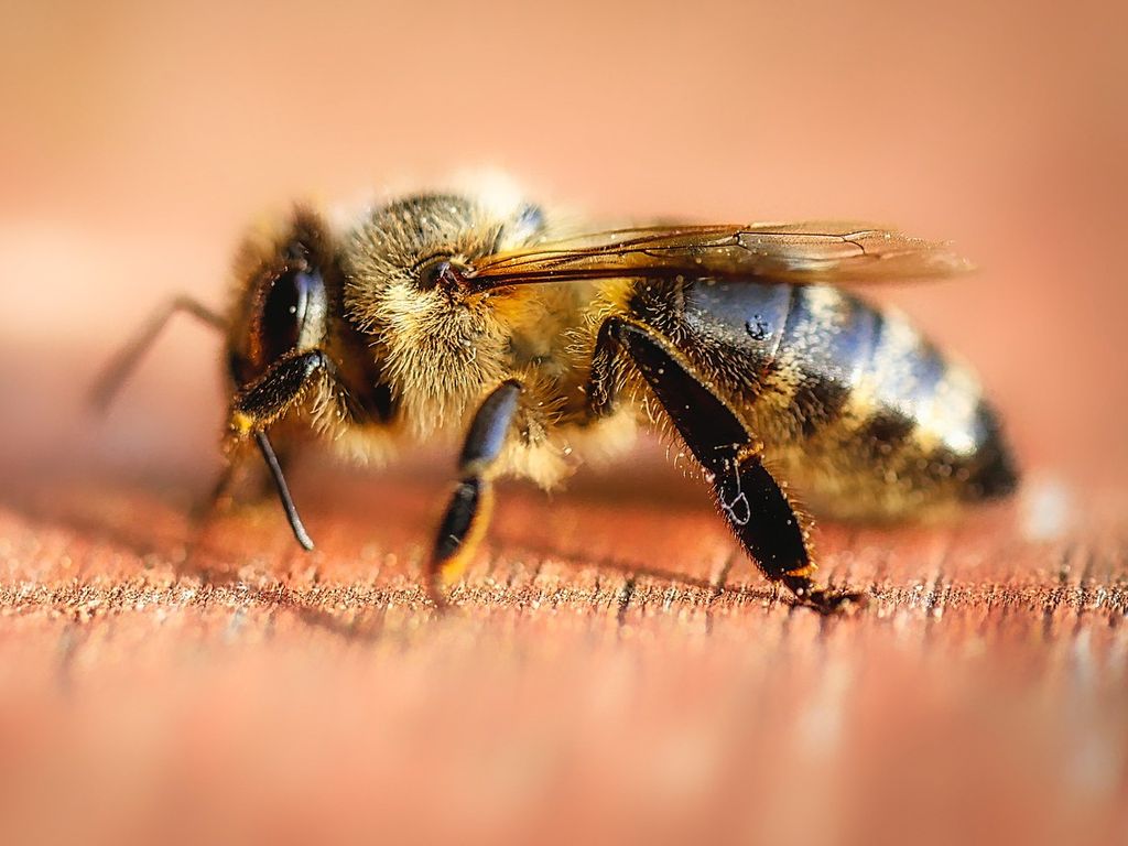 Cosa si rischia con una puntura di calabrone, vespa o ape? - Newsbiella.it